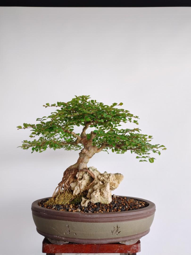 Lagerstroemia Indica Bonsai on Rock, Furniture & Home Living, Gardening ...