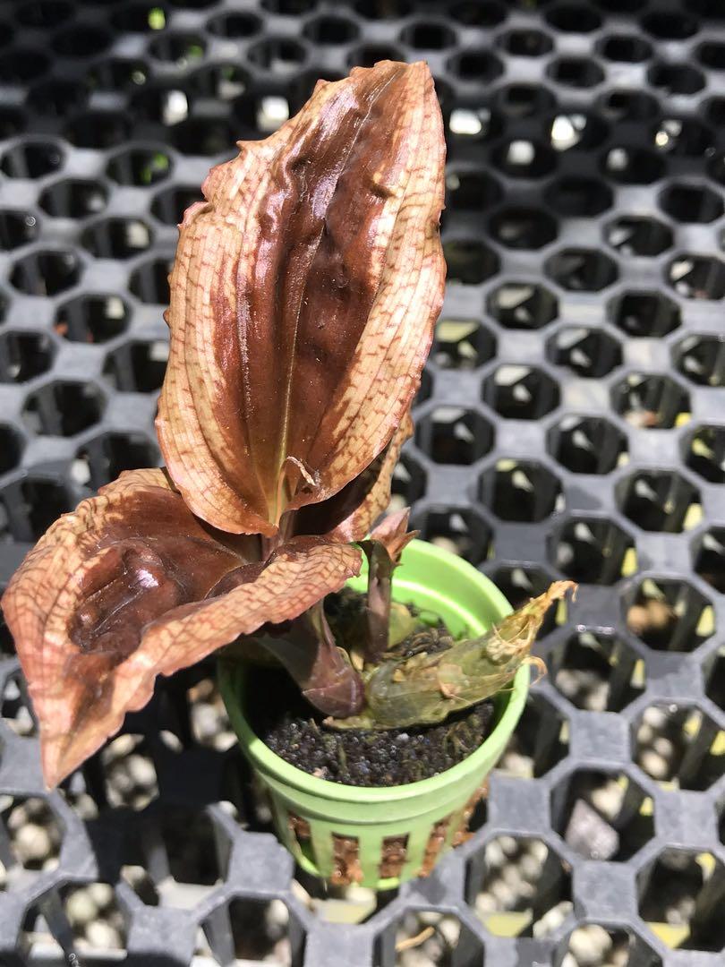 Malaxis Calophylla, Furniture & Home Living, Gardening, Plants & Seeds ...