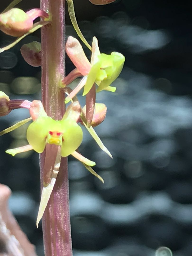 Malaxis Purpureum, Furniture & Home Living, Gardening, Plants & Seeds ...