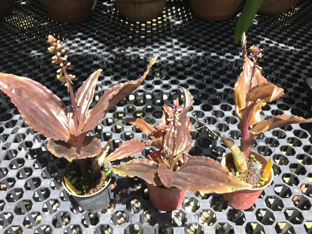Malaxis Purpureum, Furniture & Home Living, Gardening, Plants & Seeds ...