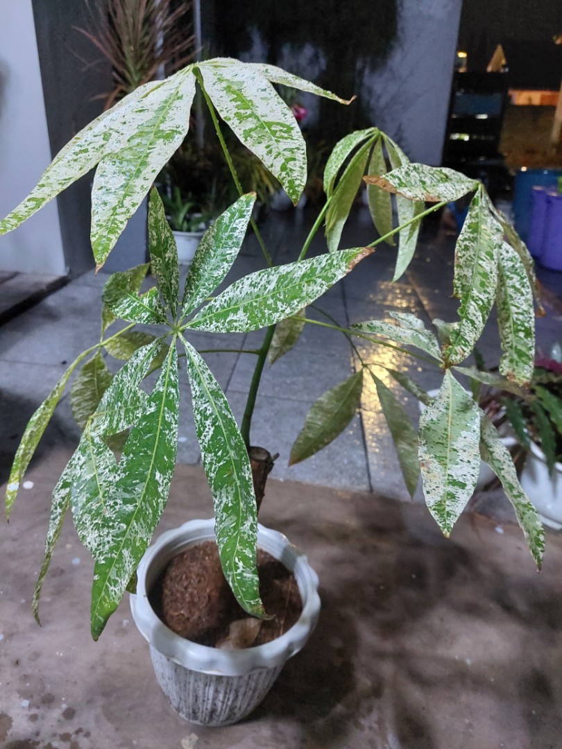 Money Tree Variegated, Furniture & Home Living, Gardening, Plants ...