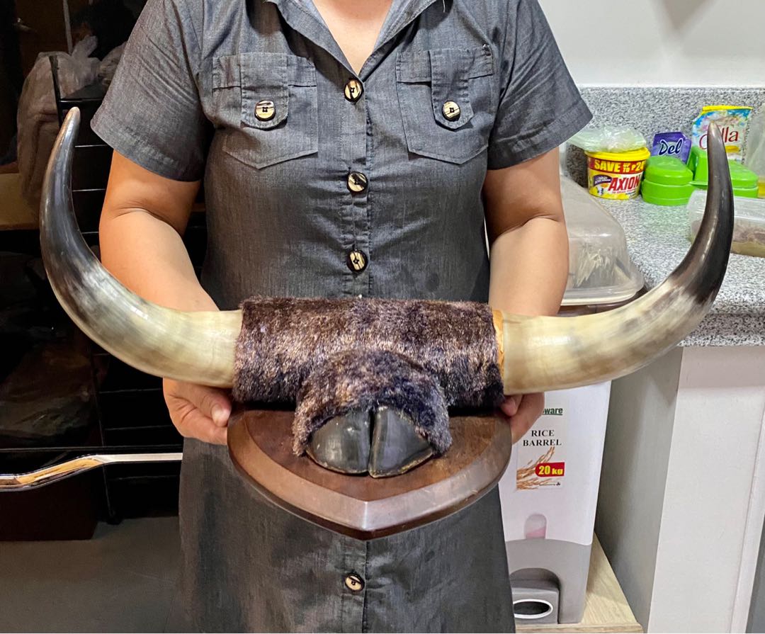 Real/Rare buffalo display, Furniture & Home Living, Home Decor, Other ...