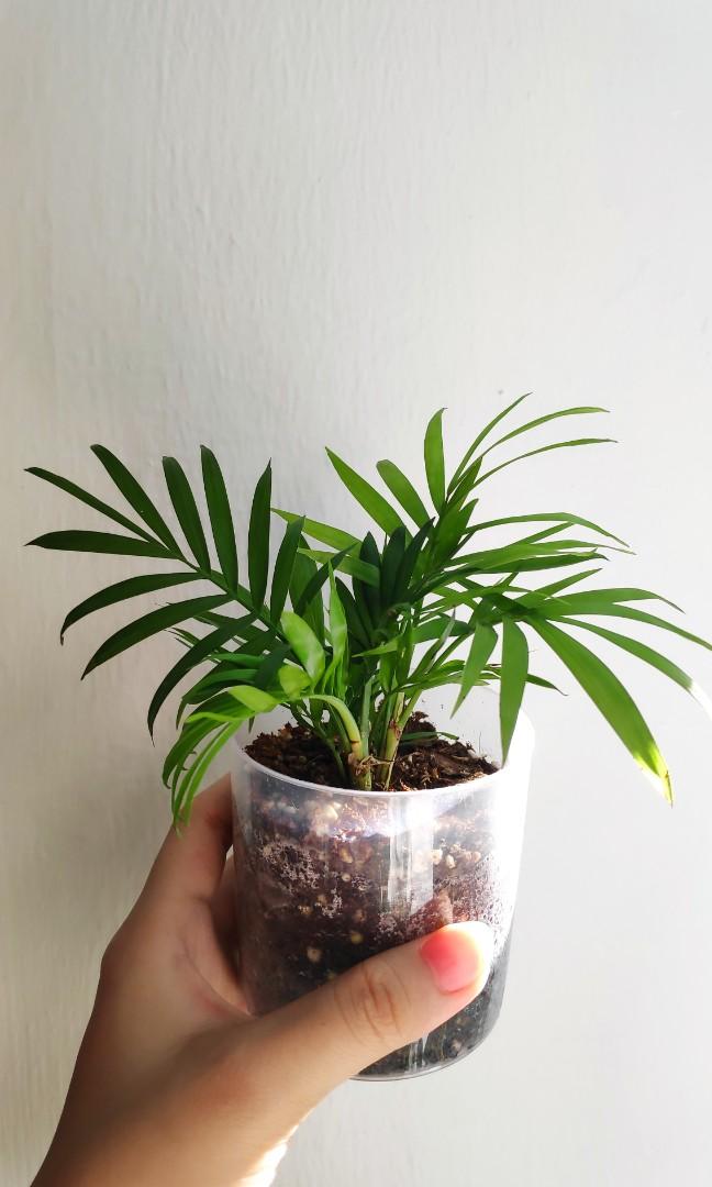 Mini Parlor Palm (Chamaedorea elegans), Furniture & Home Living ...