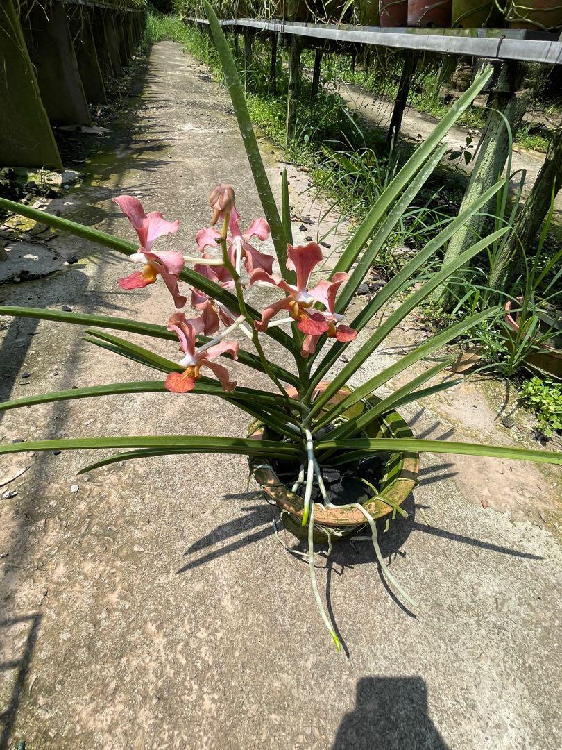 Papilionanda Tan Chay Yan (Vanda dearei x Papilionanda Josephine van ...