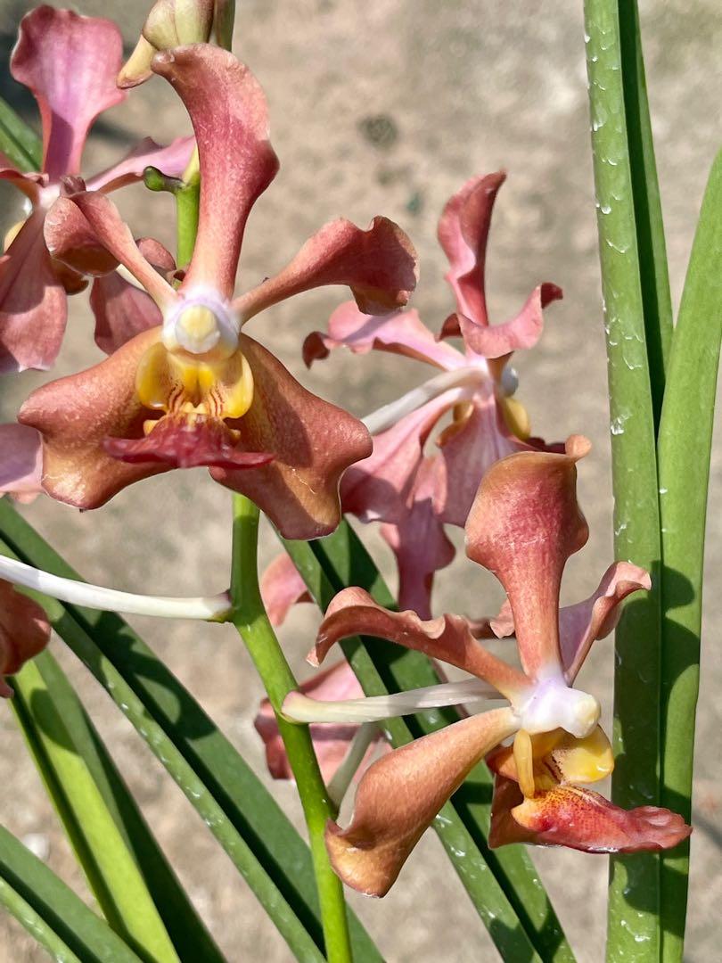 Papilionanda Tan Chay Yan (Vanda dearei x Papilionanda Josephine van ...