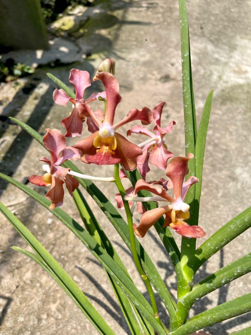 Papilionanda Tan Chay Yan (Vanda dearei x Papilionanda Josephine van ...
