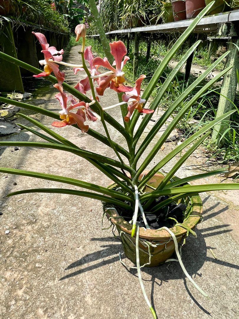 Papilionanda Tan Chay Yan (Vanda dearei x Papilionanda Josephine van ...