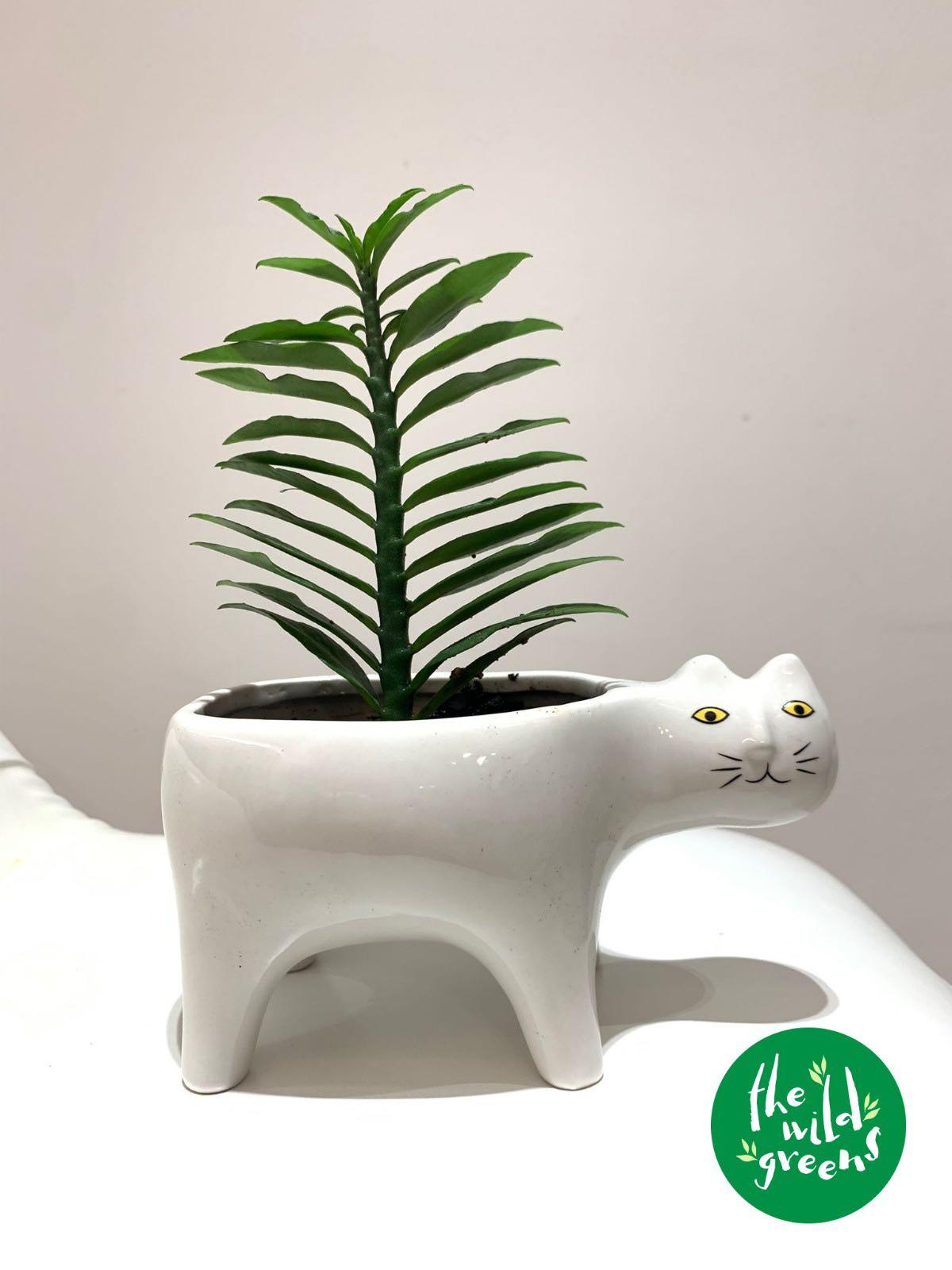 White Cat - Catty Pot Plant - Pedilanthus Tithymaloides (Dwarf Devils ...