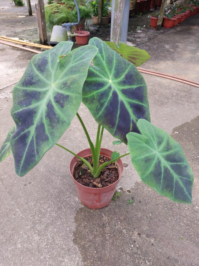 Colocasia Illustris, Furniture & Home Living, Gardening, Plants & Seeds ...