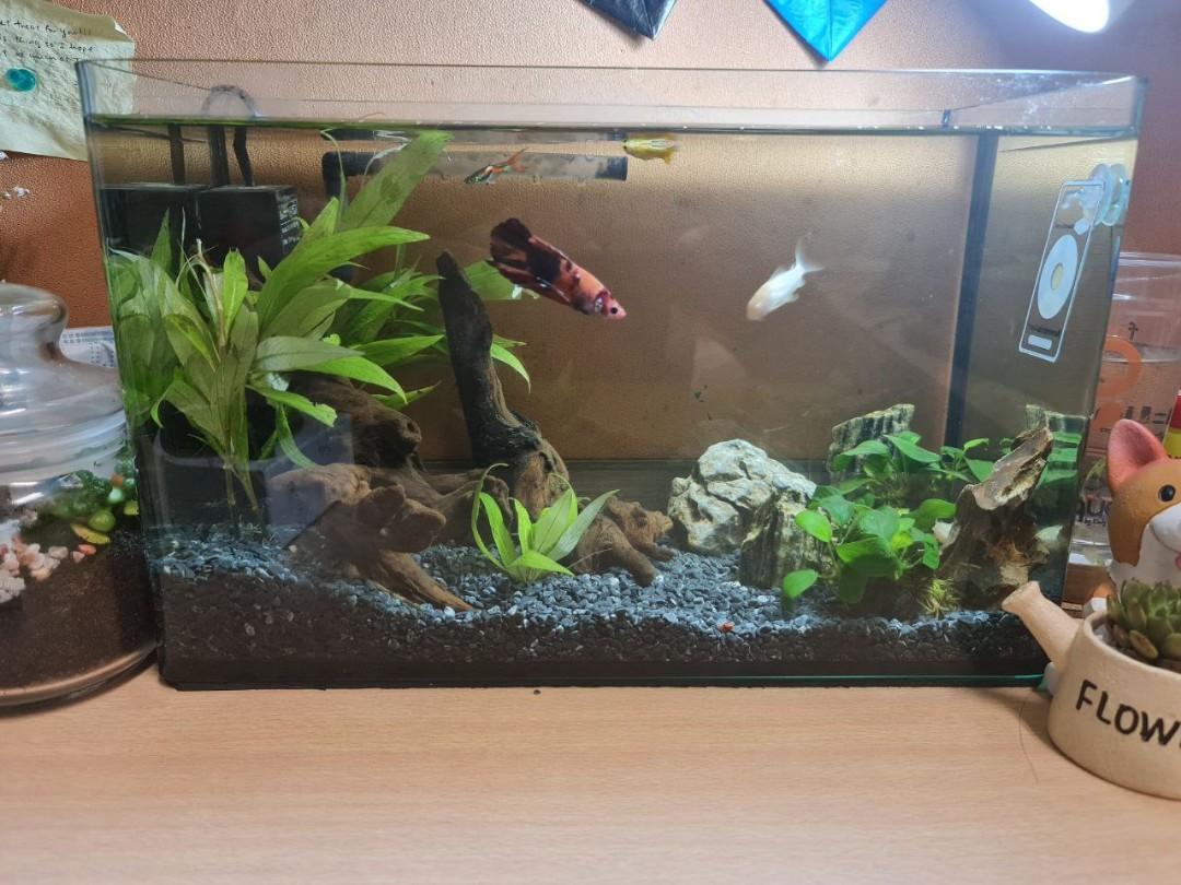 Empty Curved corner fish tank, Pet Supplies, Homes & Other Pet ...