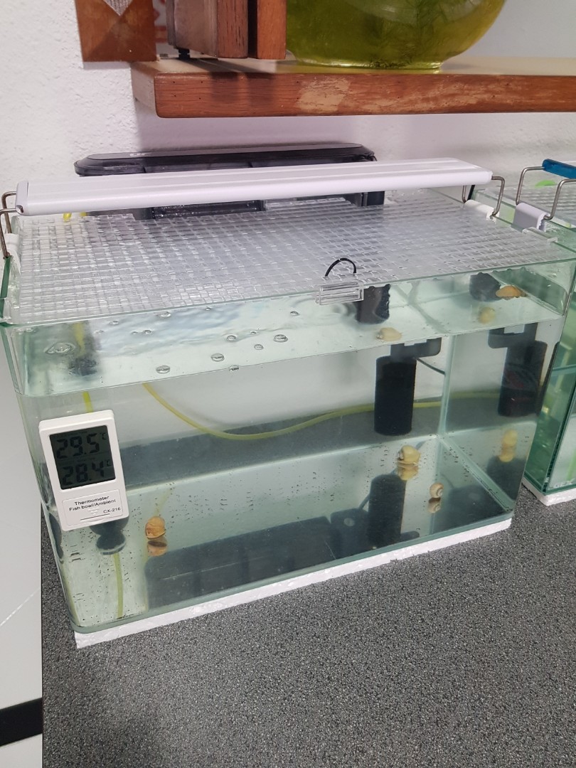 Fish Tank 40cm, Pet Supplies, Homes & Other Pet Accessories on Carousell