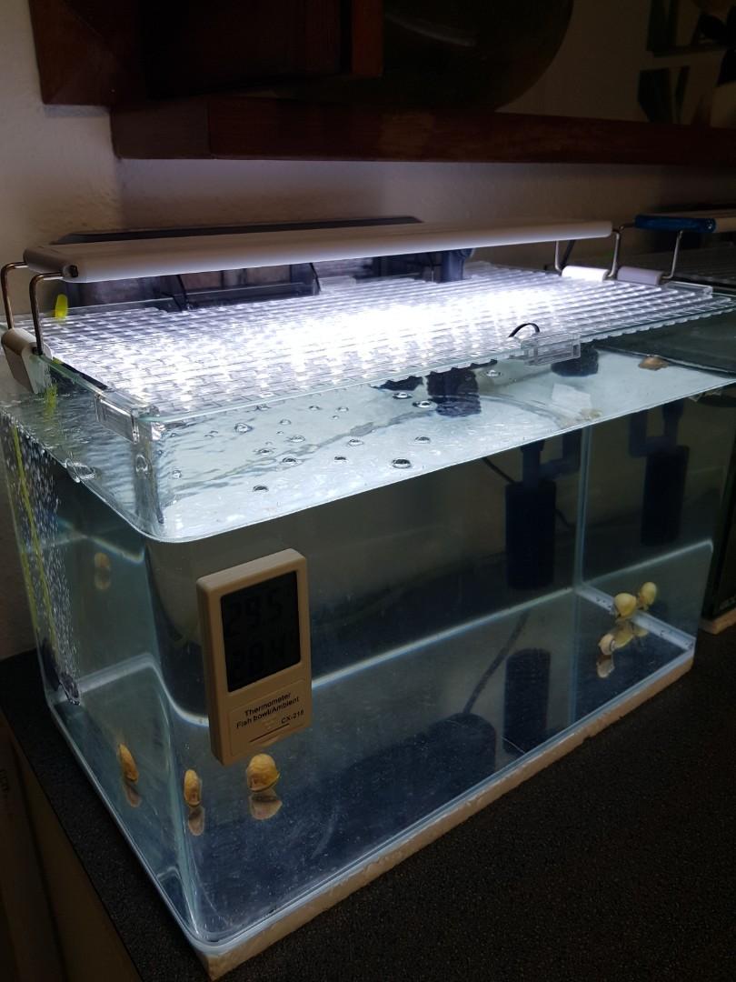 Fish Tank 40cm, Pet Supplies, Homes & Other Pet Accessories on Carousell
