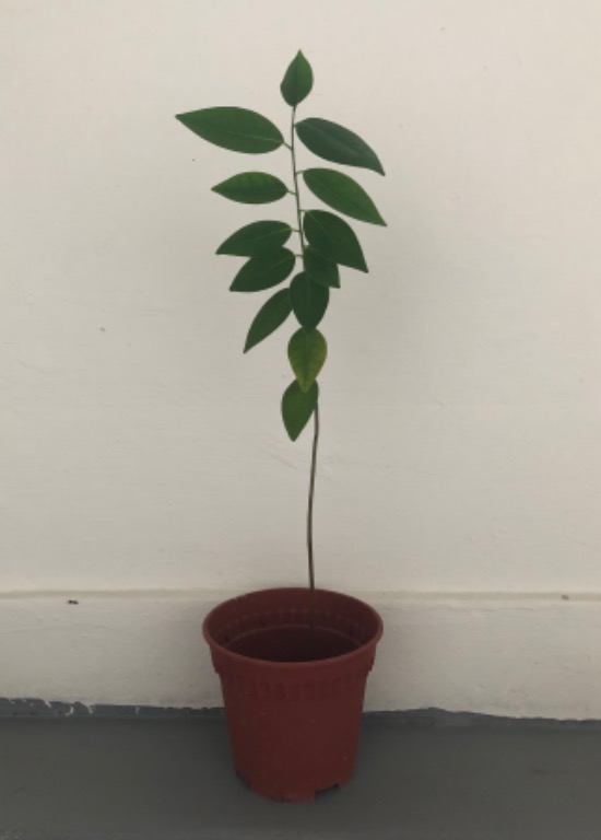 Free pond apple tree sapling, Furniture & Home Living, Gardening ...