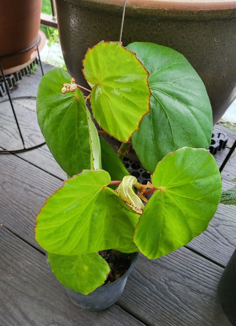 Begonia isoptera, Furniture & Home Living, Gardening, Plants & Seeds on ...