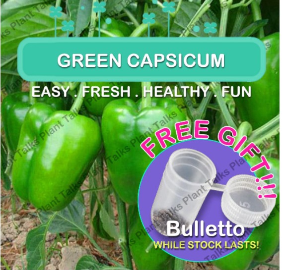 Green Capsicum Plant Seed / Capsicum Plant Seed / Vegetable / Flowers ...
