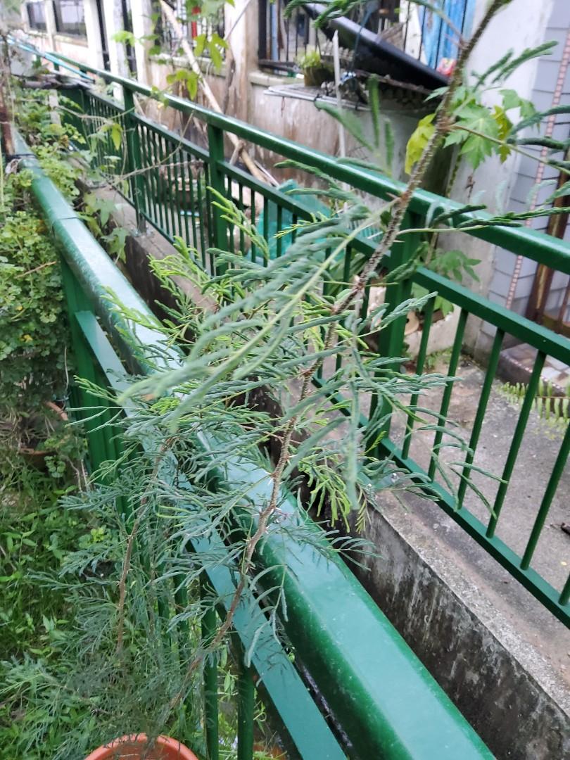 shami tree( vanni matam / banni) very rare plant, Furniture & Home ...