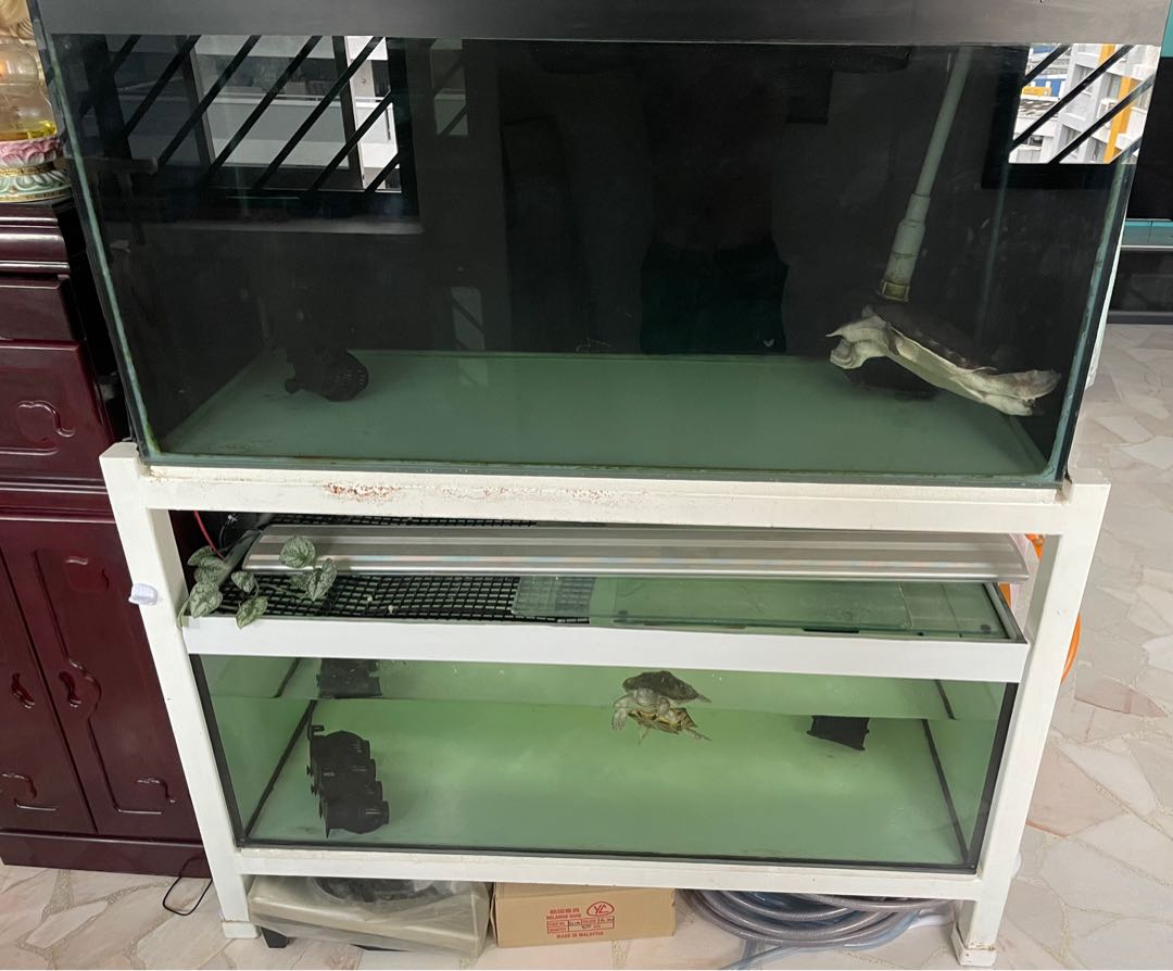 4x2x2 feet tank set up for sale! (2 tier), Pet Supplies, Homes & Other ...