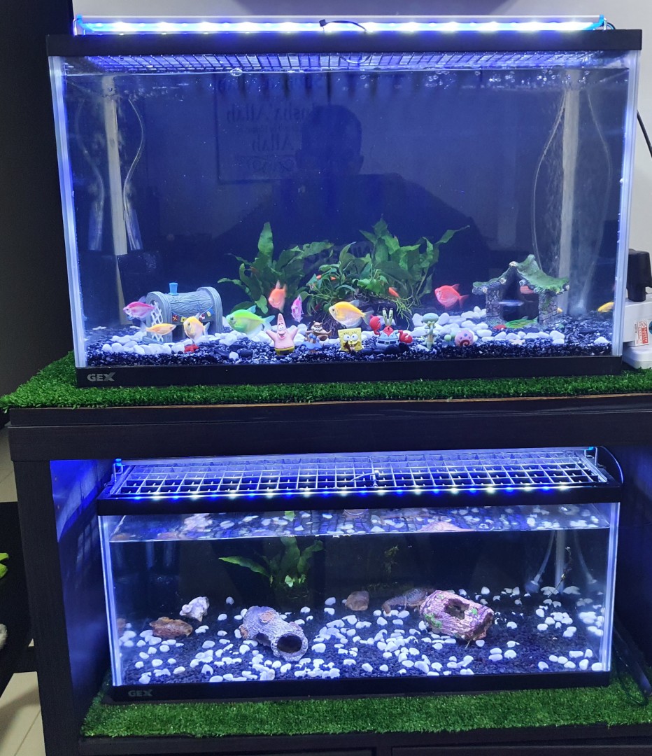Fish Tank Gex, Pet Supplies, Homes & Other Pet Accessories on Carousell