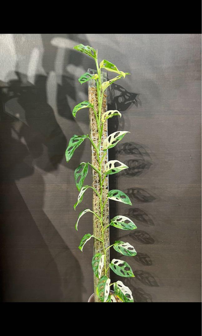 Monstera Adansonii albo tri colour variegated, Furniture & Home Living ...