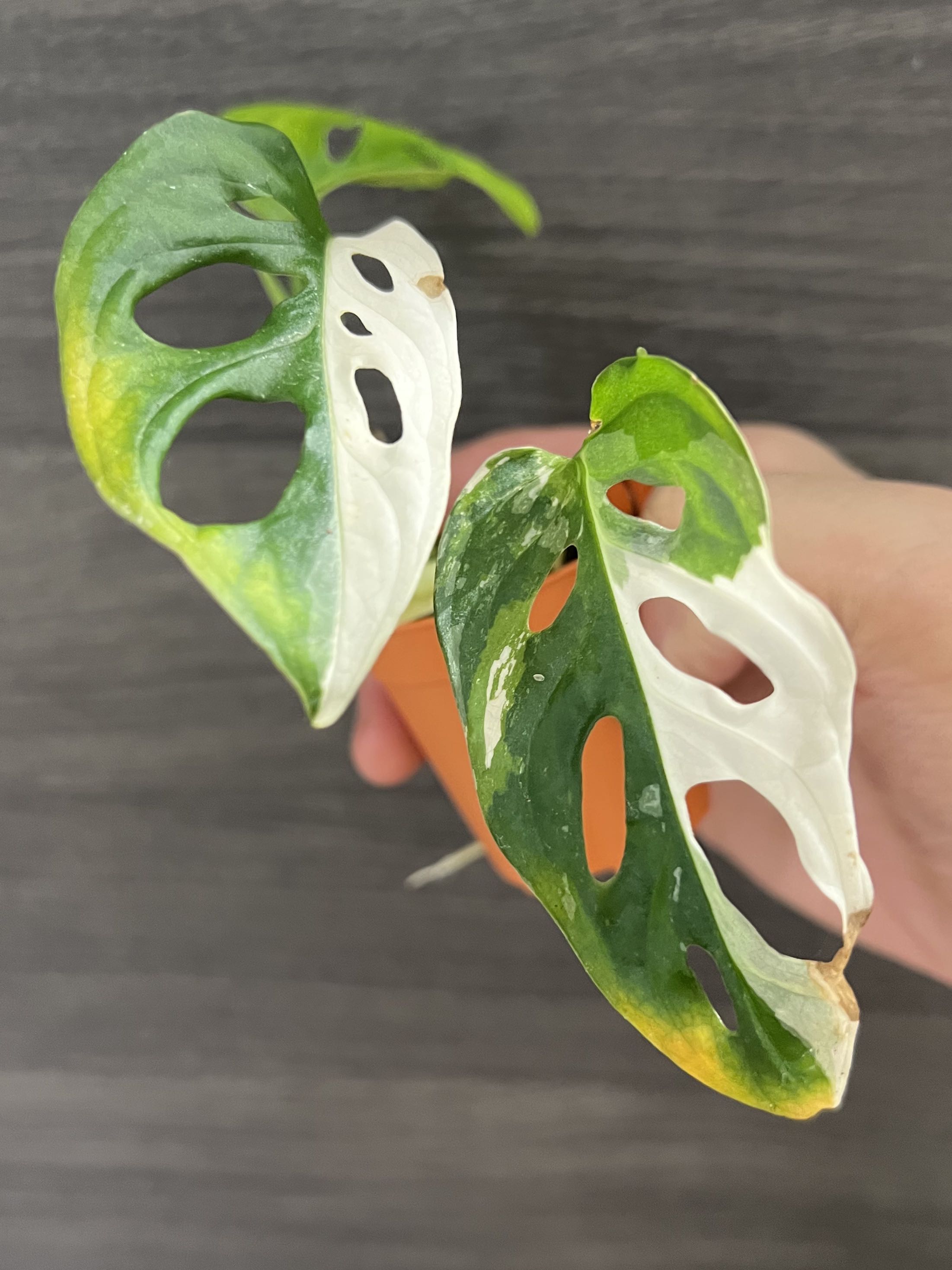 Monstera Adansonii albo tri colour variegated, Furniture & Home Living ...