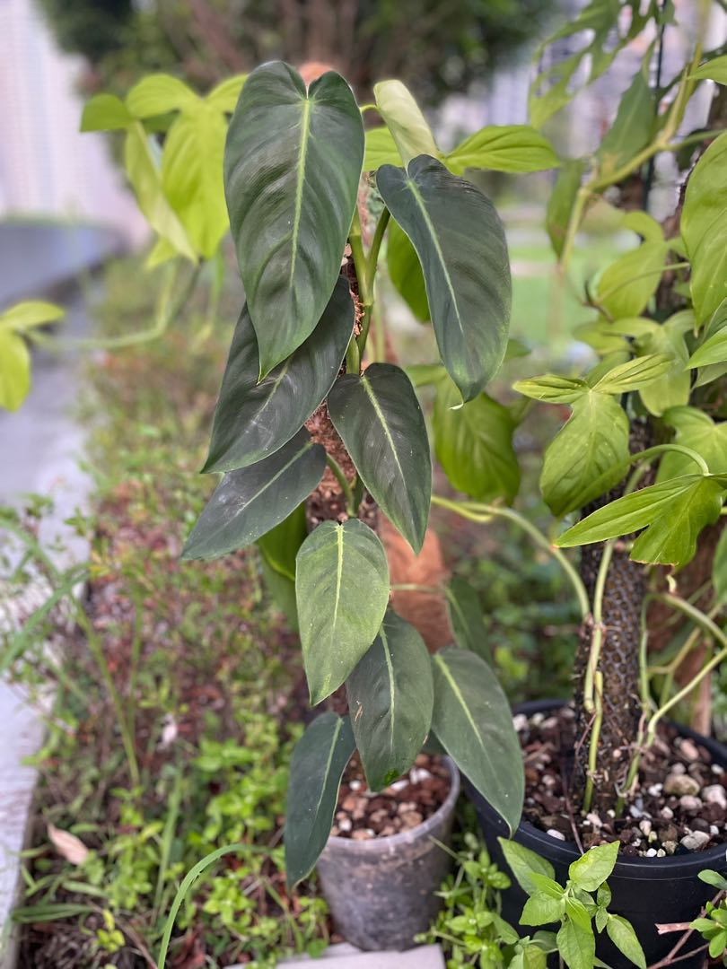 Philodendron sp angel (rare), Furniture & Home Living, Gardening ...
