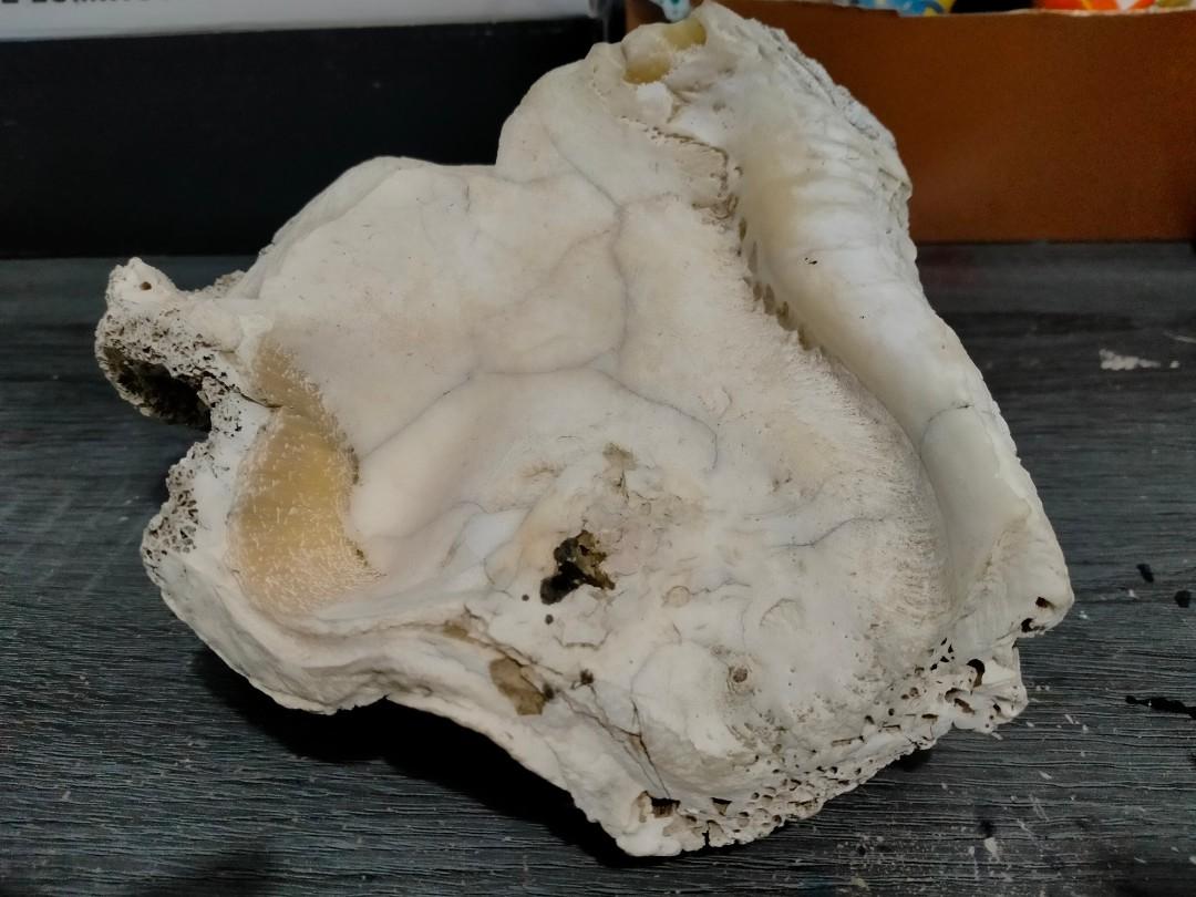 Taklobo ( Giant Clams ) - Giant Pearl, Hobbies & Toys, Memorabilia ...