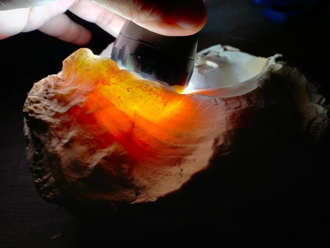 Taklobo ( Giant Clams ) - Giant Pearl, Hobbies & Toys, Memorabilia ...