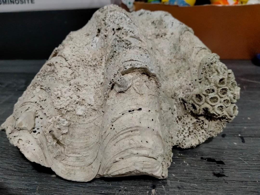 Taklobo ( Giant Clams ) - Giant Pearl, Hobbies & Toys, Memorabilia ...