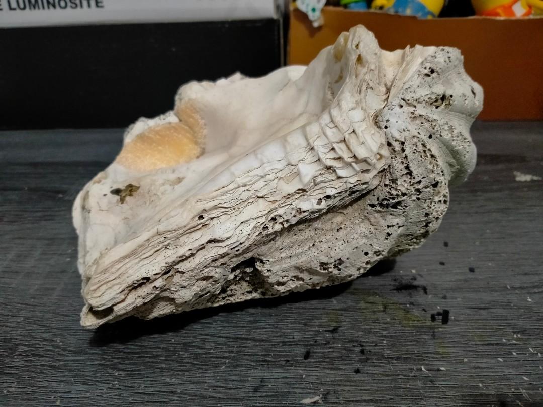 Taklobo ( Giant Clams ) - Giant Pearl, Hobbies & Toys, Memorabilia ...