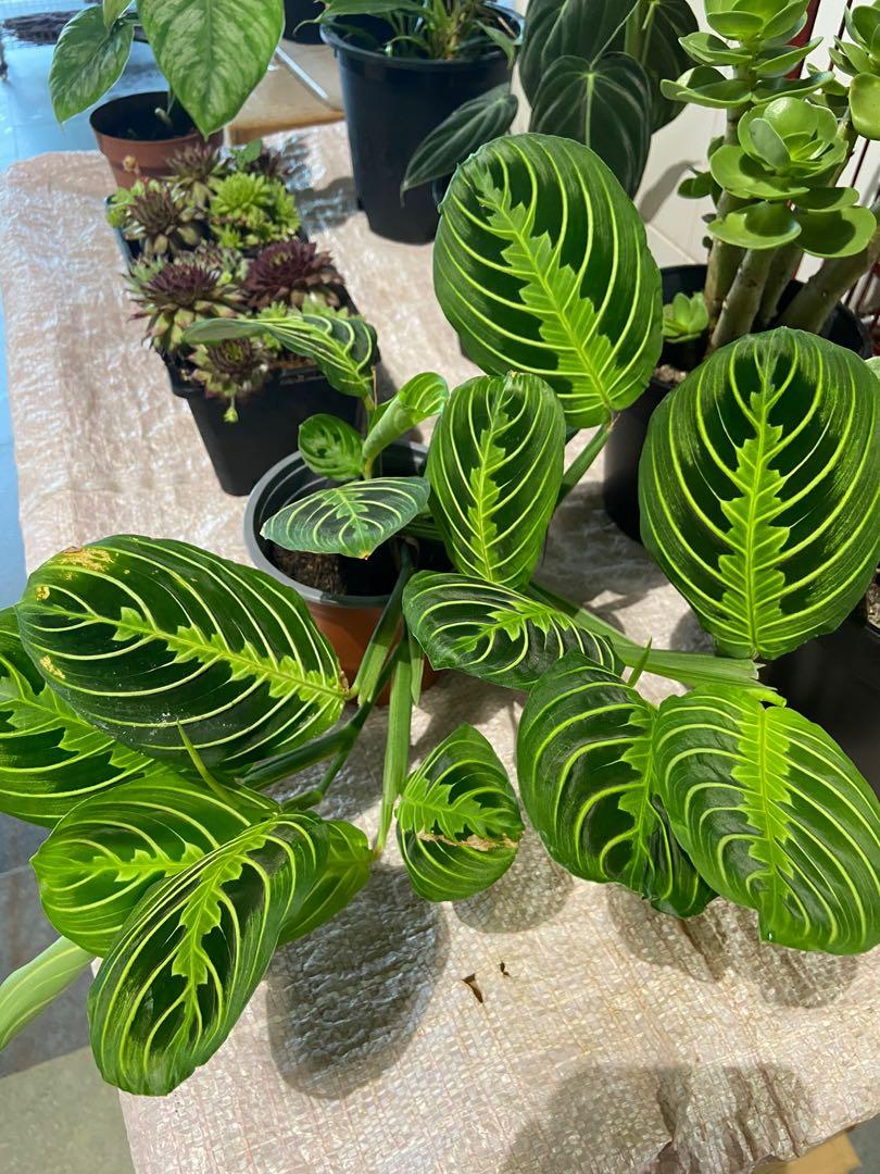 Calathea maranta lemon lime, Furniture & Home Living, Gardening, Plants ...