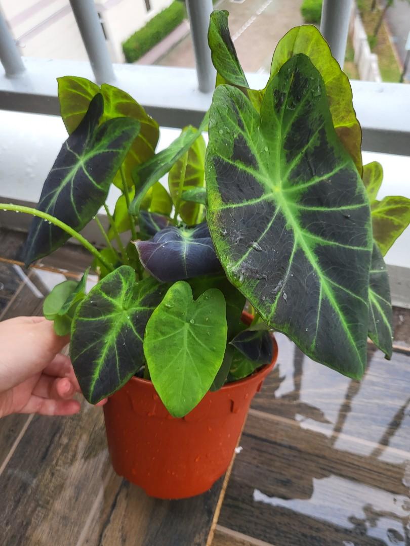 Colocasia Illustris, Furniture & Home Living, Gardening, Plants & Seeds ...