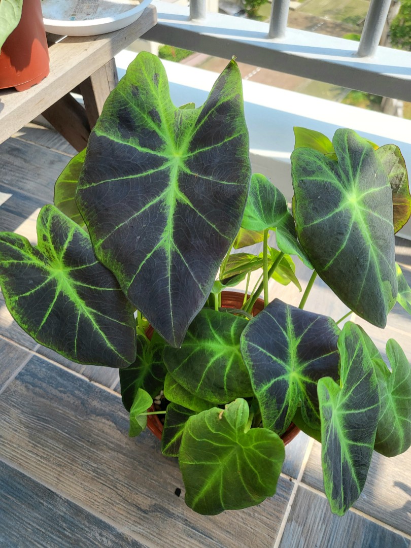 Colocasia Illustris, Furniture & Home Living, Gardening, Plants & Seeds ...