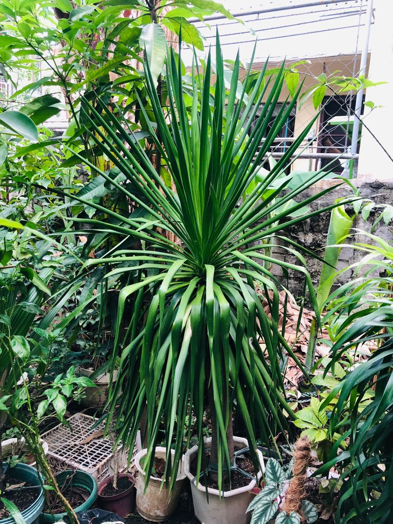 Japanese yucca, Furniture & Home Living, Gardening, Plants & Seeds on ...