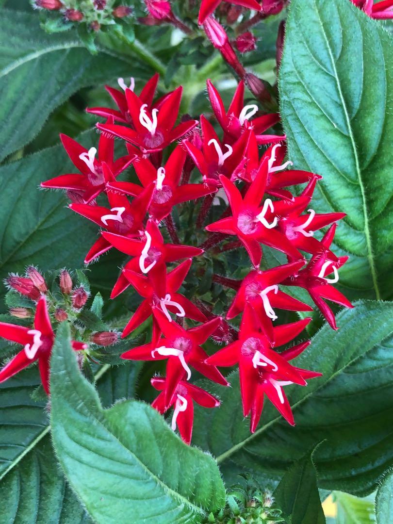 Pentas, Furniture & Home Living, Gardening, Plants & Seeds on Carousell