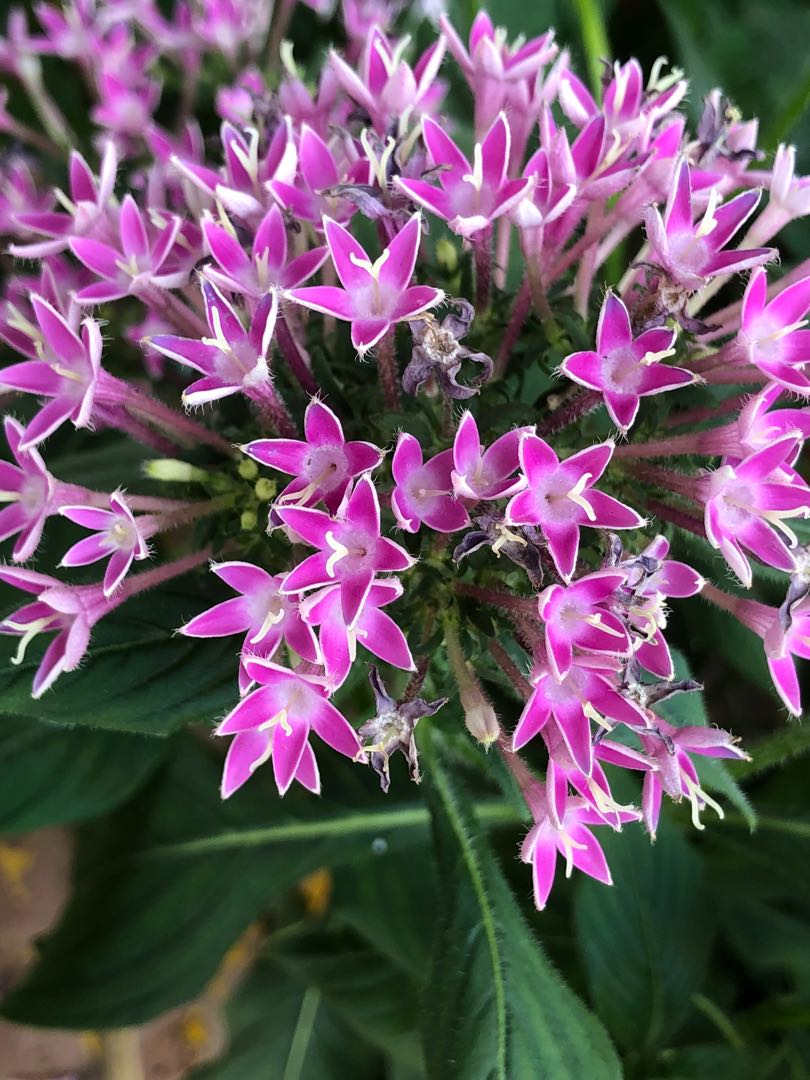 Pentas, Furniture & Home Living, Gardening, Plants & Seeds on Carousell