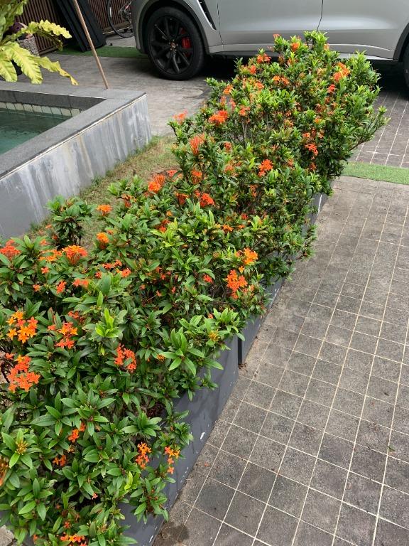 Potted hedge row, Furniture & Home Living, Gardening, Pots & Planters ...