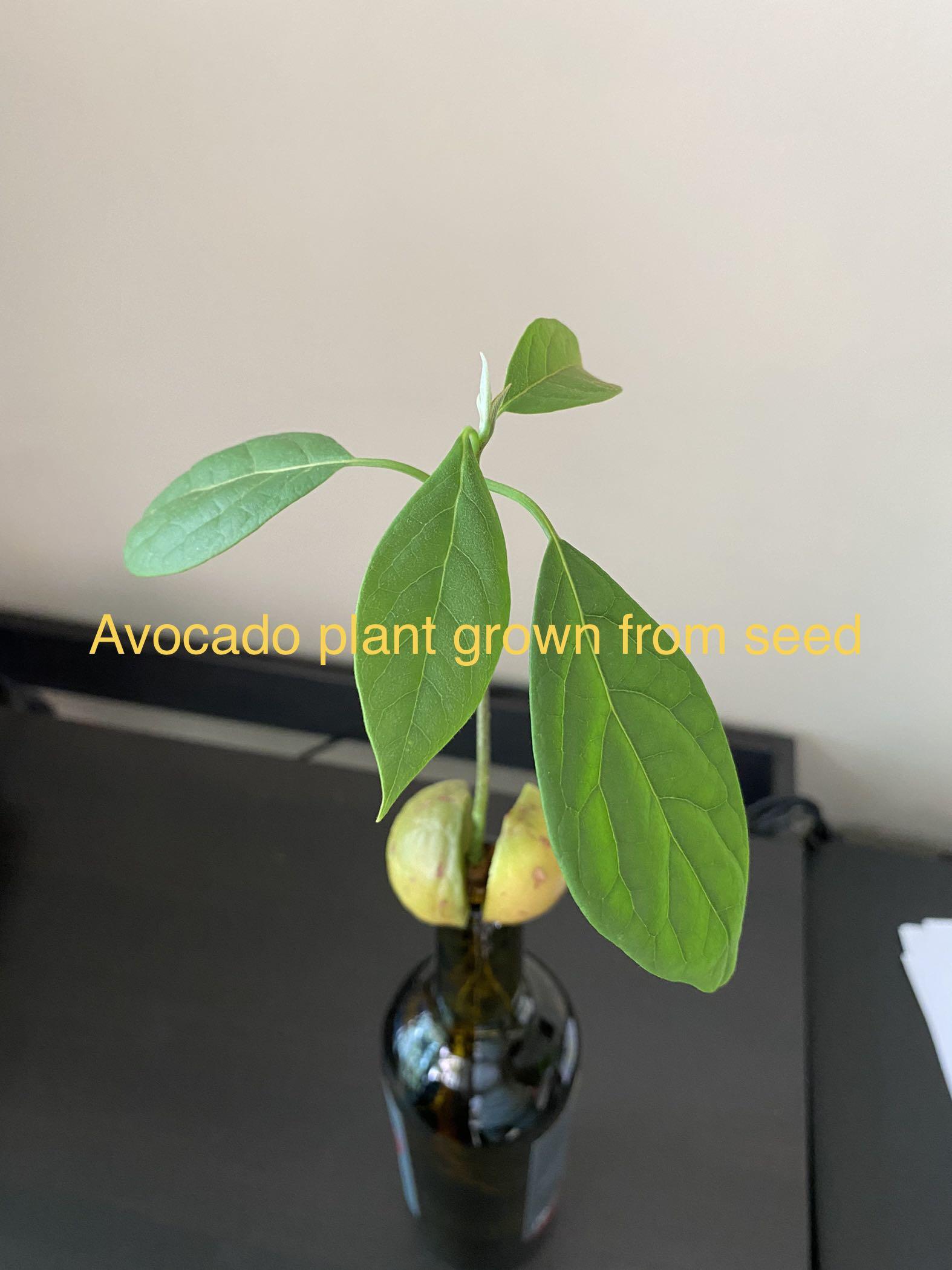 Rooted Avocado Seed, Furniture & Home Living, Gardening, Plants & Seeds ...