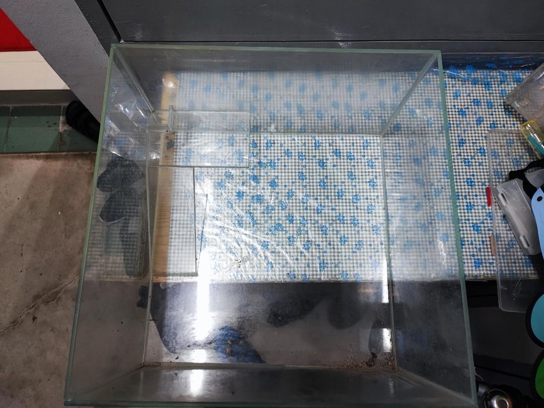 Terrapin tank, Pet Supplies, Homes & Other Pet Accessories on Carousell