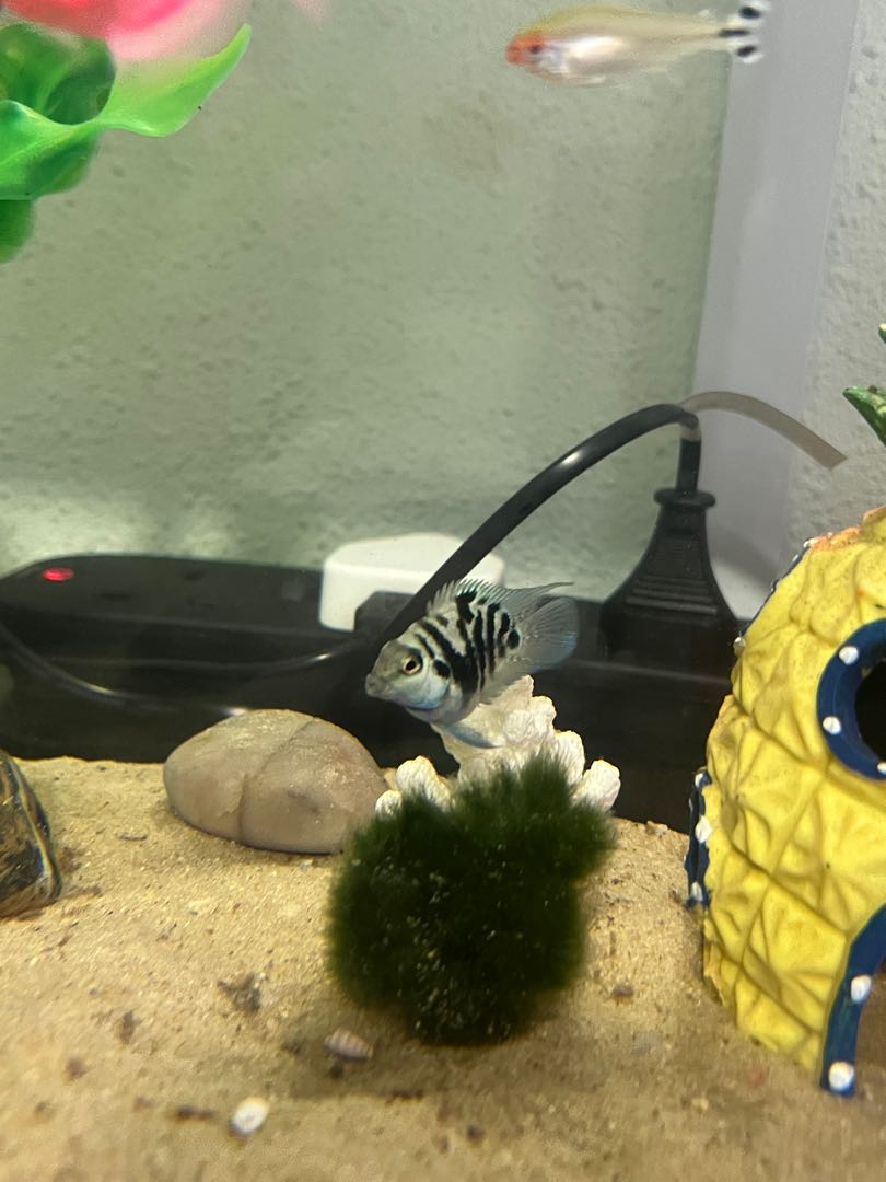 Tiger parrot cichlid fish, Sports Equipment, Fishing on Carousell