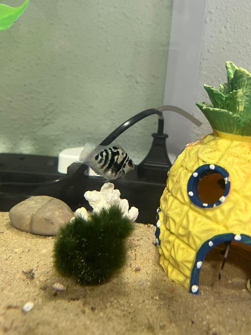 Tiger parrot cichlid fish, Sports Equipment, Fishing on Carousell
