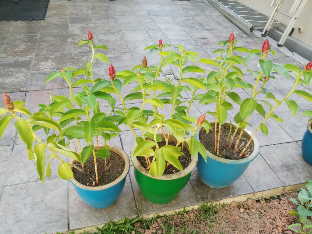 3 Red Button Ginger plants in pots ($20 for all 3 pots), Furniture ...