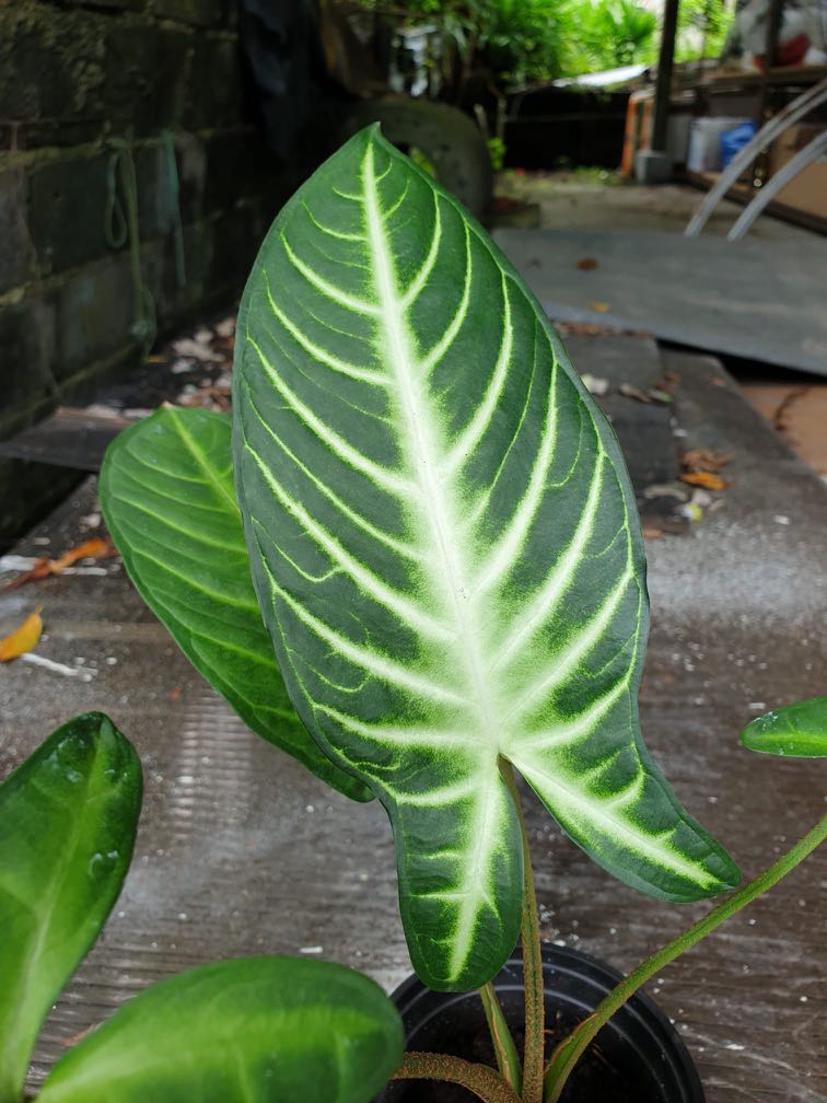 Caladium lindenii, Furniture & Home Living, Gardening, Plants & Seeds ...