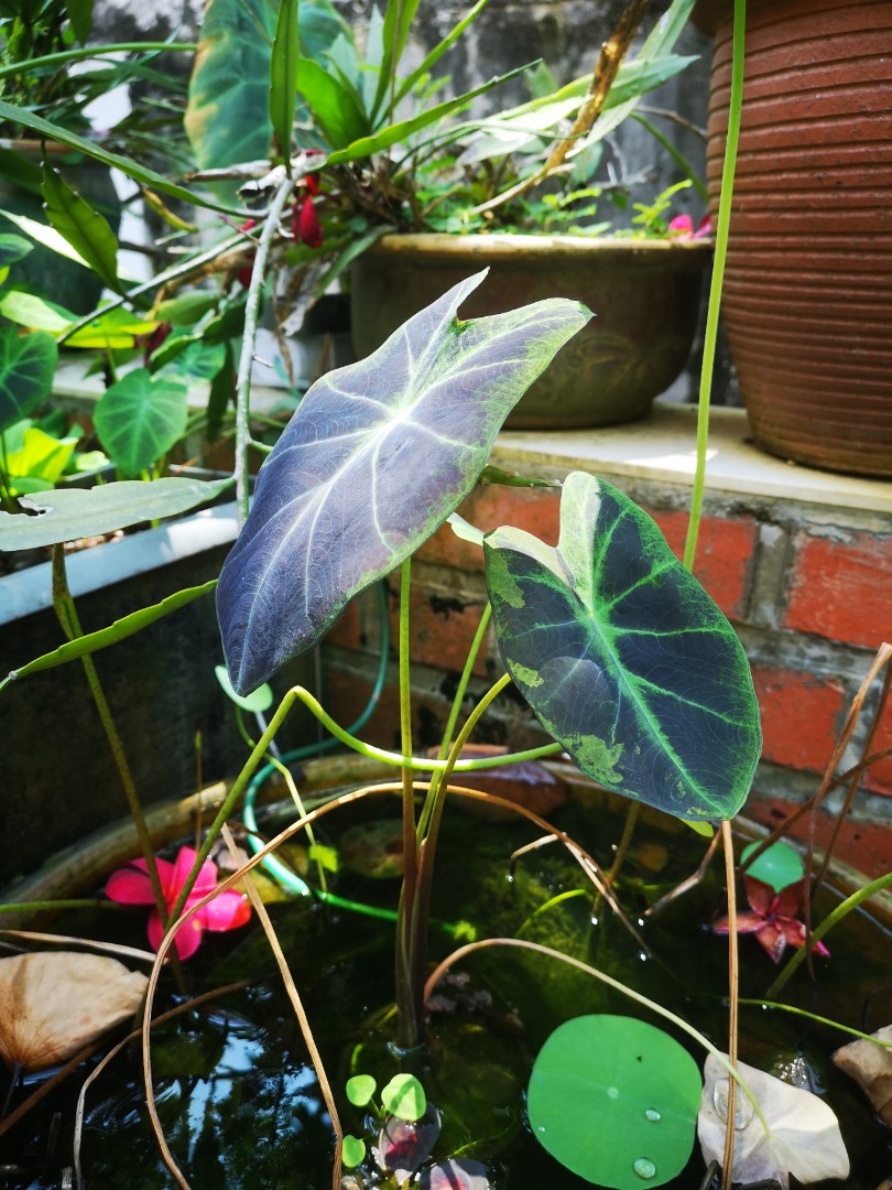 Colocasia Illustris, Furniture & Home Living, Gardening, Plants & Seeds ...