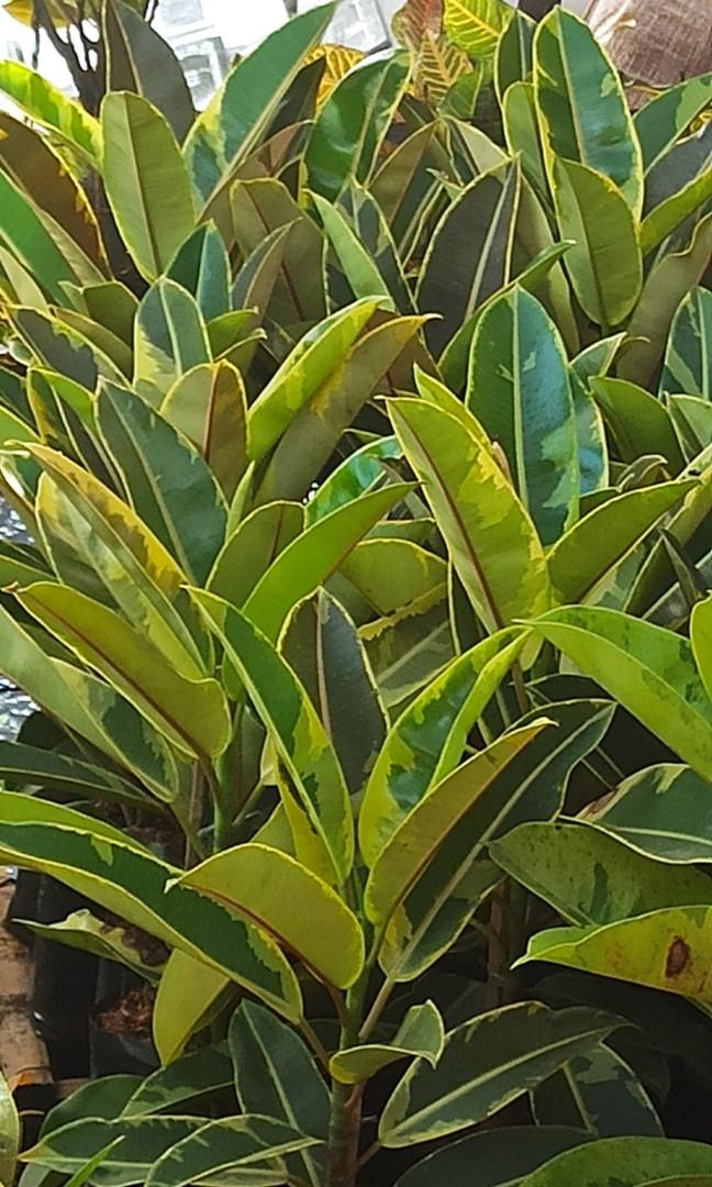 Doescheri Rubber Plant, Furniture & Home Living, Gardening, Plants ...