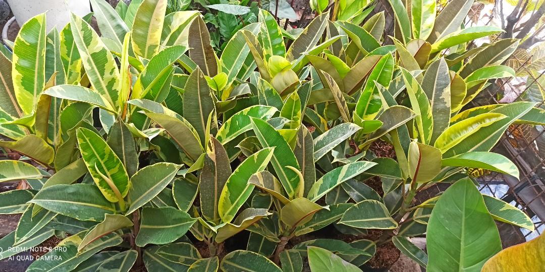 Doescheri Rubber Plant, Furniture & Home Living, Gardening, Plants ...