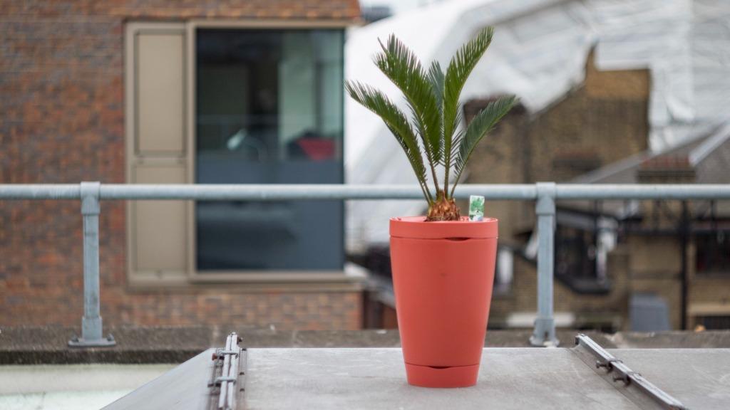 PARROT POT, Furniture & Home Living, Gardening, Pots & Planters on ...