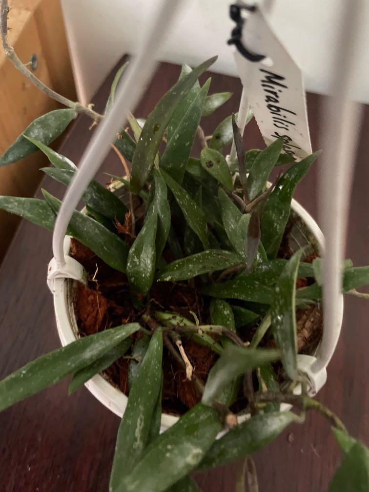 Hoya mirabilis splash, Furniture & Home Living, Gardening, Plants ...