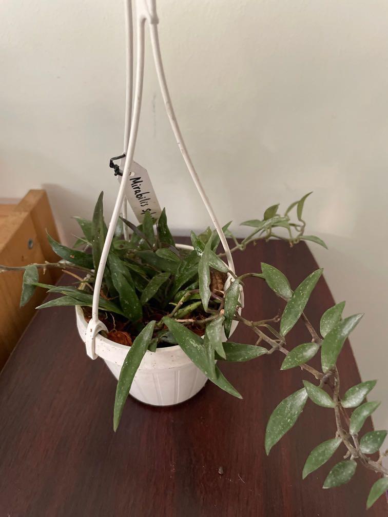 Hoya mirabilis splash, Furniture & Home Living, Gardening, Plants ...