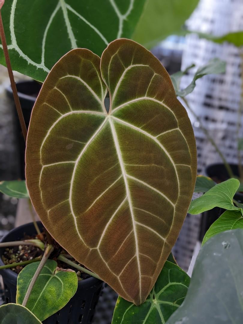 Anthurium besseae aff, Furniture & Home Living, Gardening, Plants ...