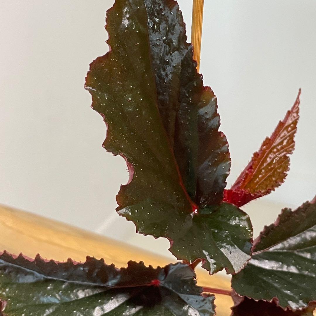 Begonia Black Magic, Furniture & Home Living, Gardening, Plants & Seeds ...